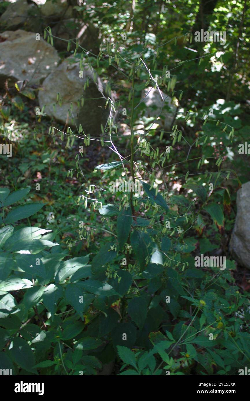 tall rattlesnake root (Nabalus altissimus) Plantae Stock Photo - Alamy
