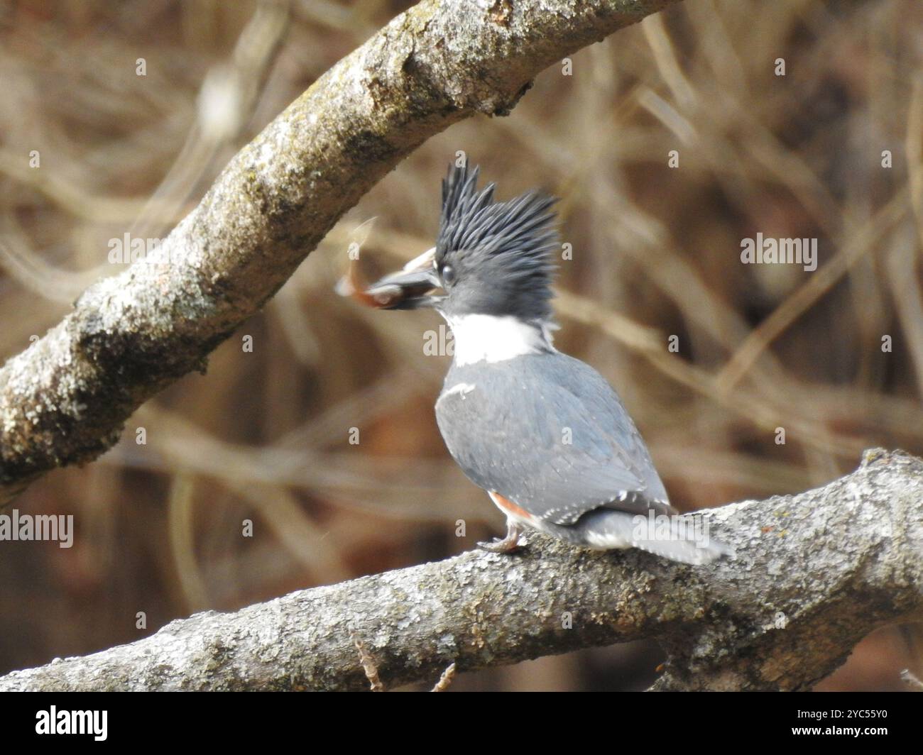 Freshwater Sculpins (Cottus) Actinopterygii Stock Photo - Alamy