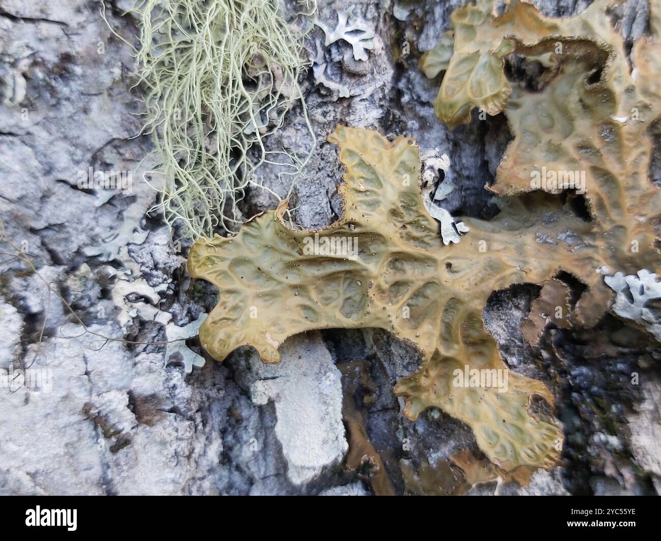 Tree Lungwort (Lobaria pulmonaria) Fungi Stock Photo - Alamy