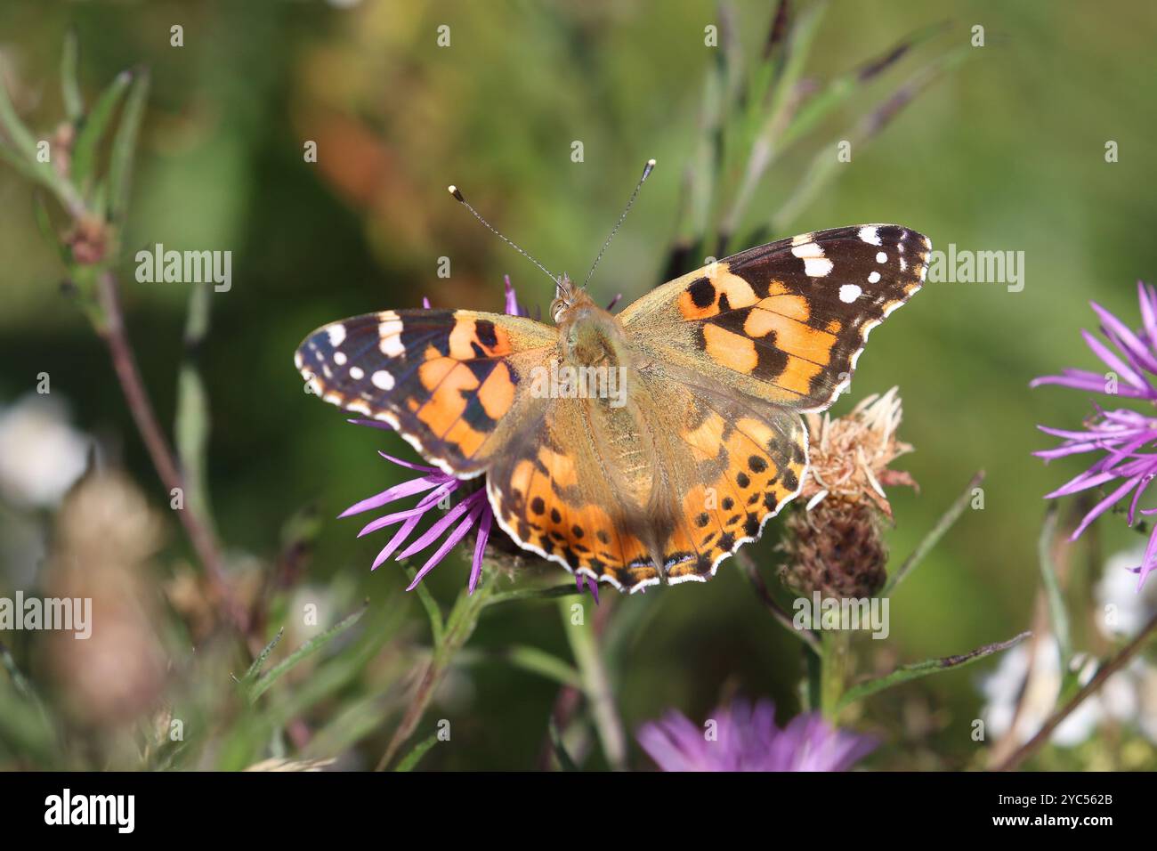 Painted Lady Butterfly - Vanessa cardui Stock Photo - Alamy