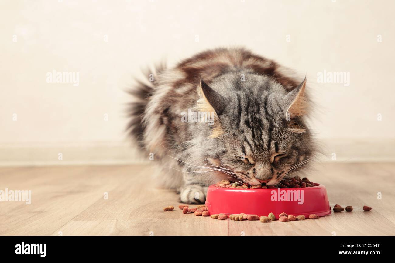 Beautiful cat eating pet food on light background. Cute domestic animal ...
