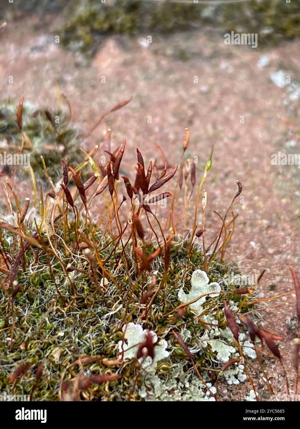 Common wall-screw moss (Tortula muralis muralis) Plantae Stock Photo ...