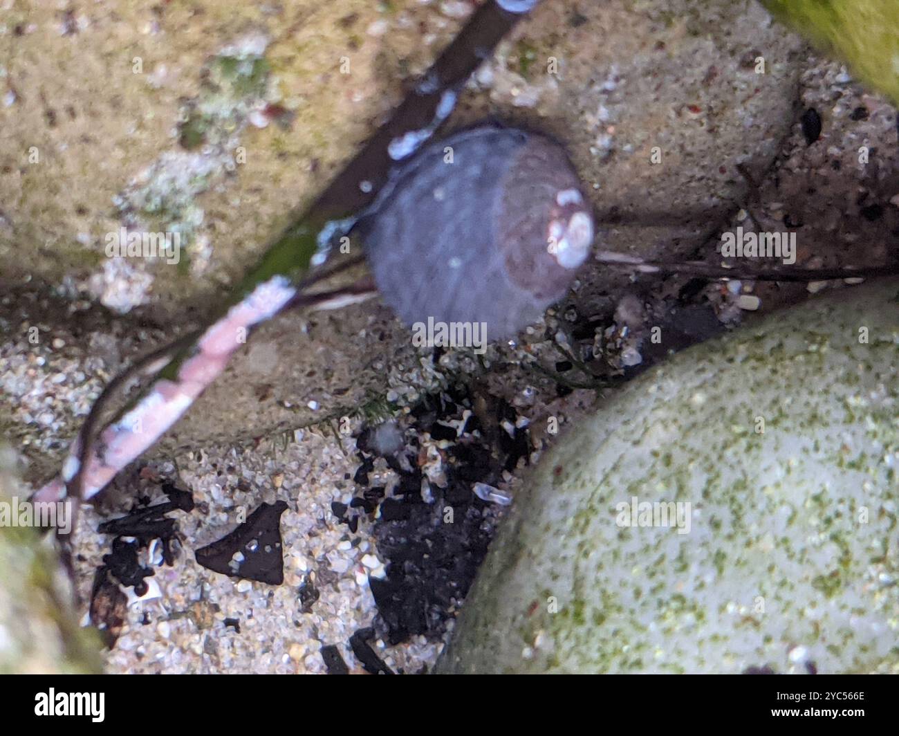 Black Tegula (Tegula funebralis) Mollusca Stock Photo - Alamy