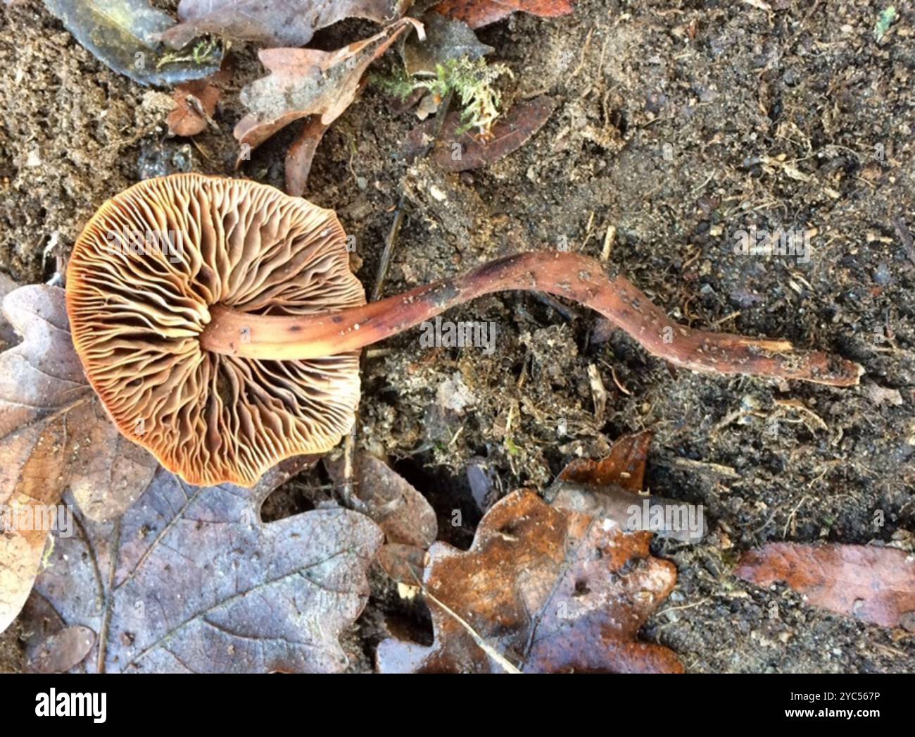 Spindleshank (Gymnopus fusipes) Fungi Stock Photo - Alamy