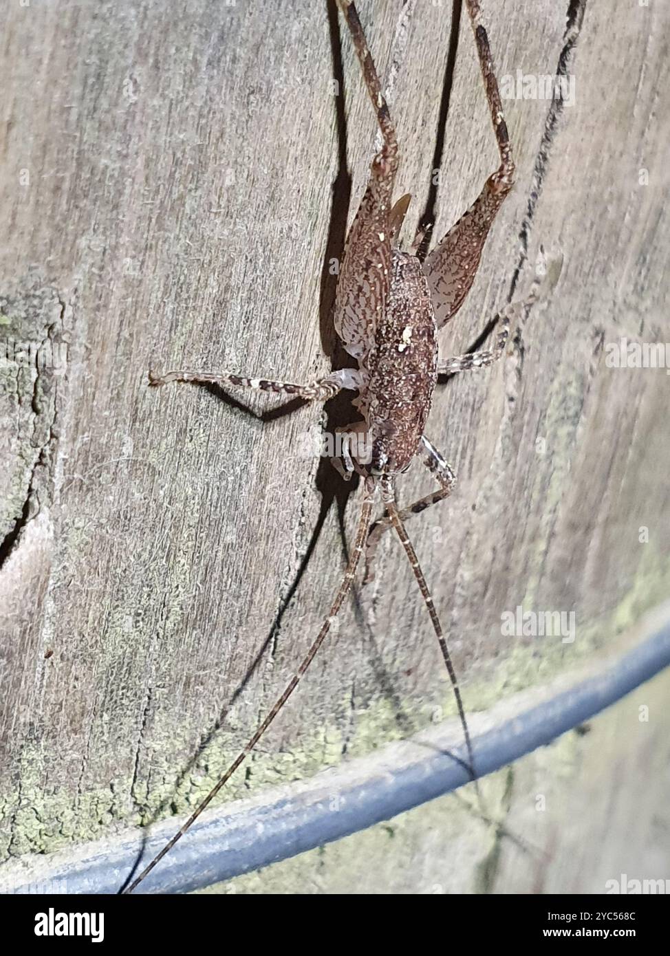 Camel Crickets, Cave Crickets, and Cave Wēta (Rhaphidophoridae) Insecta ...