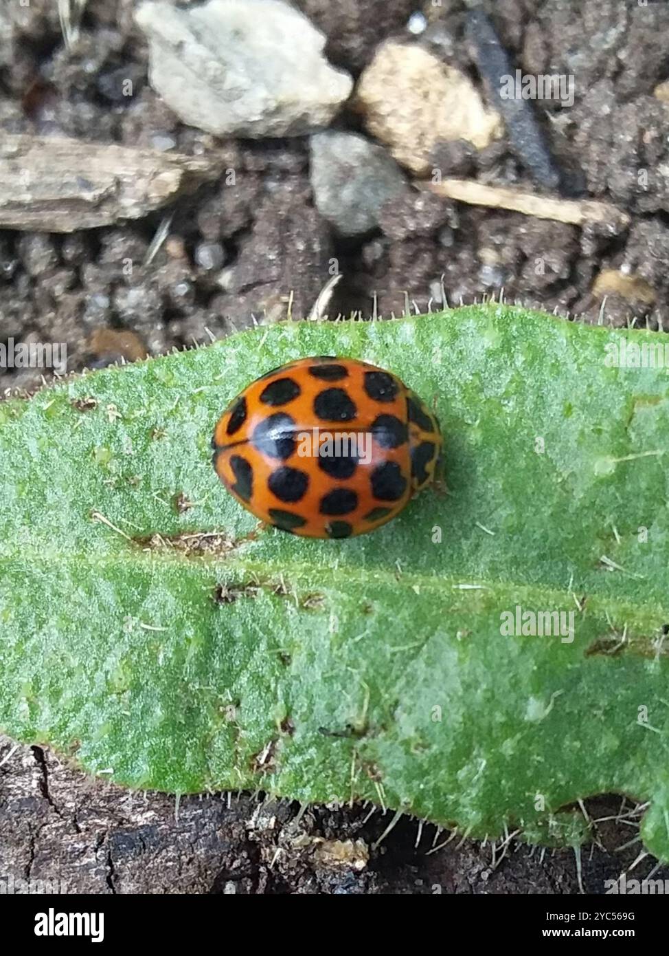 Large Spotted Ladybird (Harmonia conformis) Insecta Stock Photo - Alamy