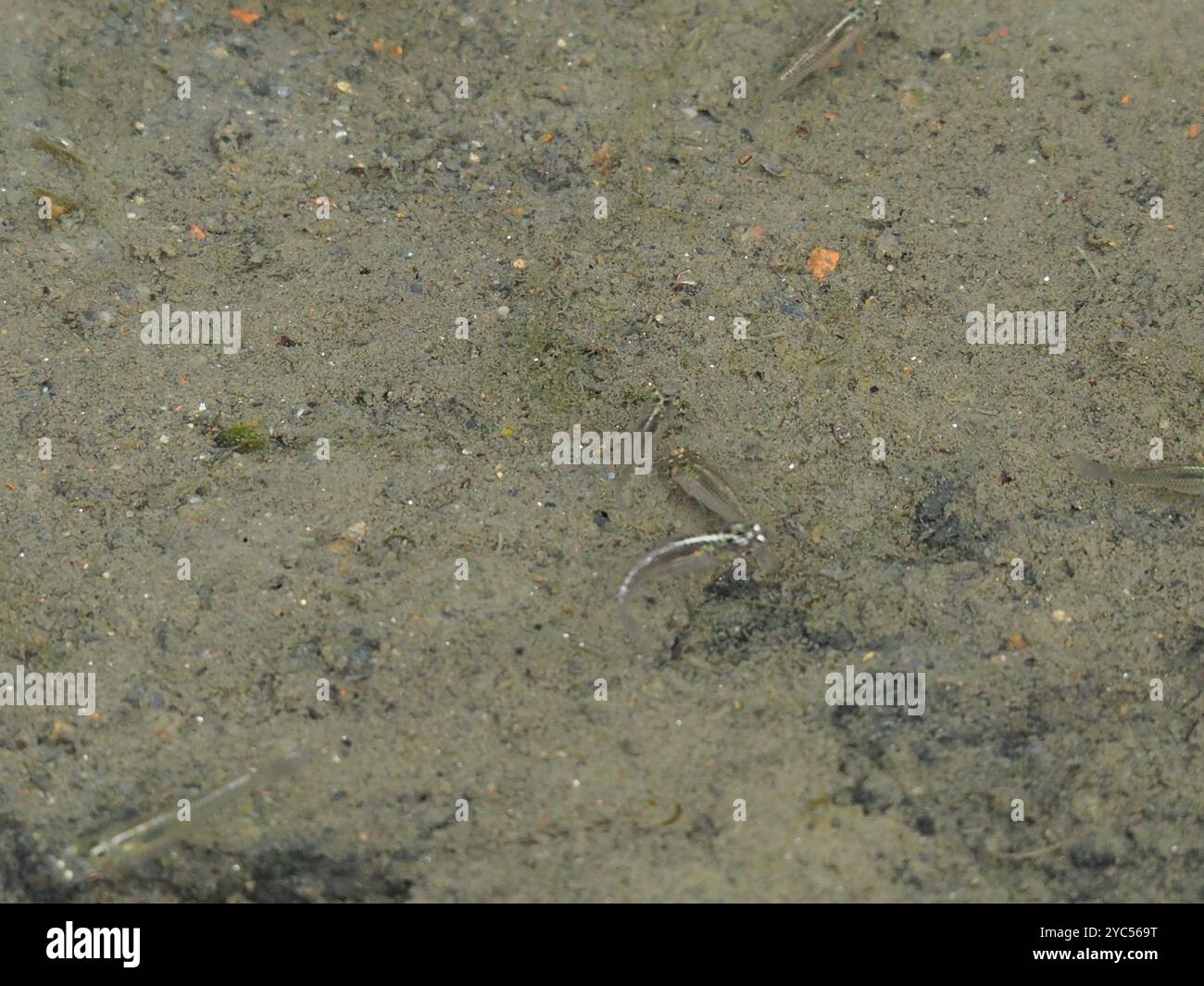 Western Mosquitofish (Gambusia affinis) Actinopterygii Stock Photo - Alamy
