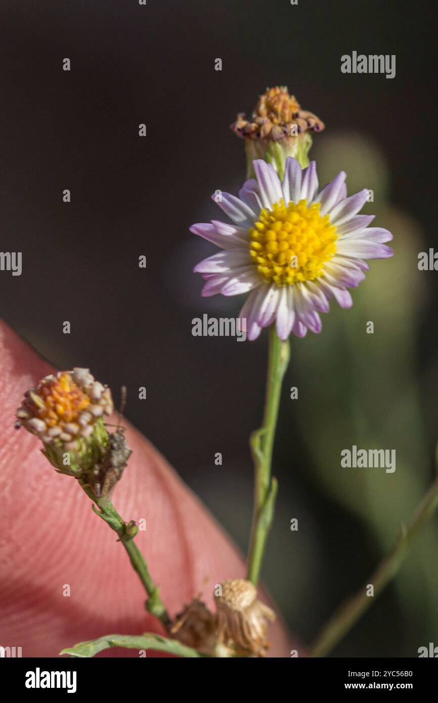 Ramosissimus hi-res stock photography and images - Alamy