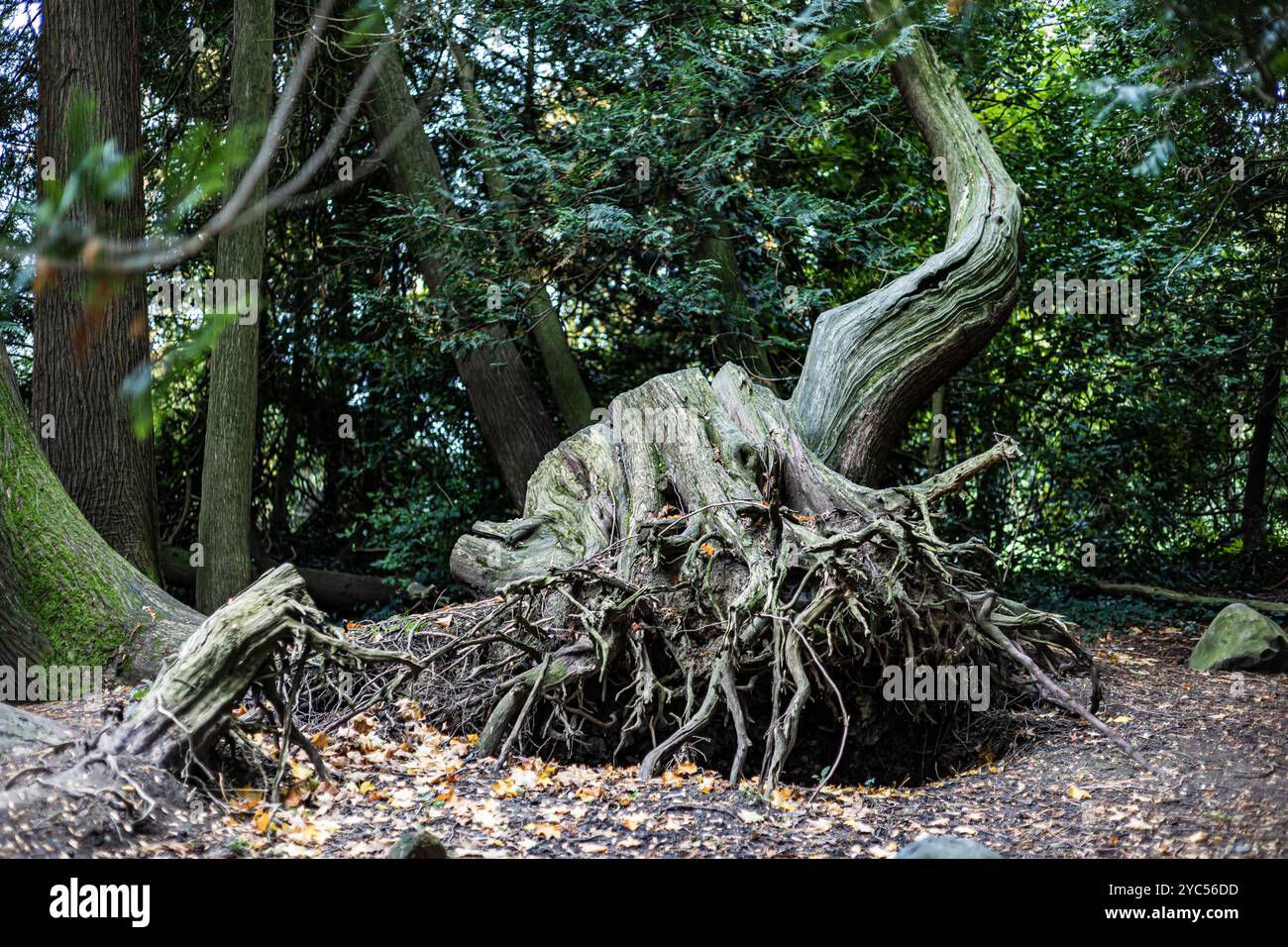A large tree stump with roots sticking out of it. The stump is ...