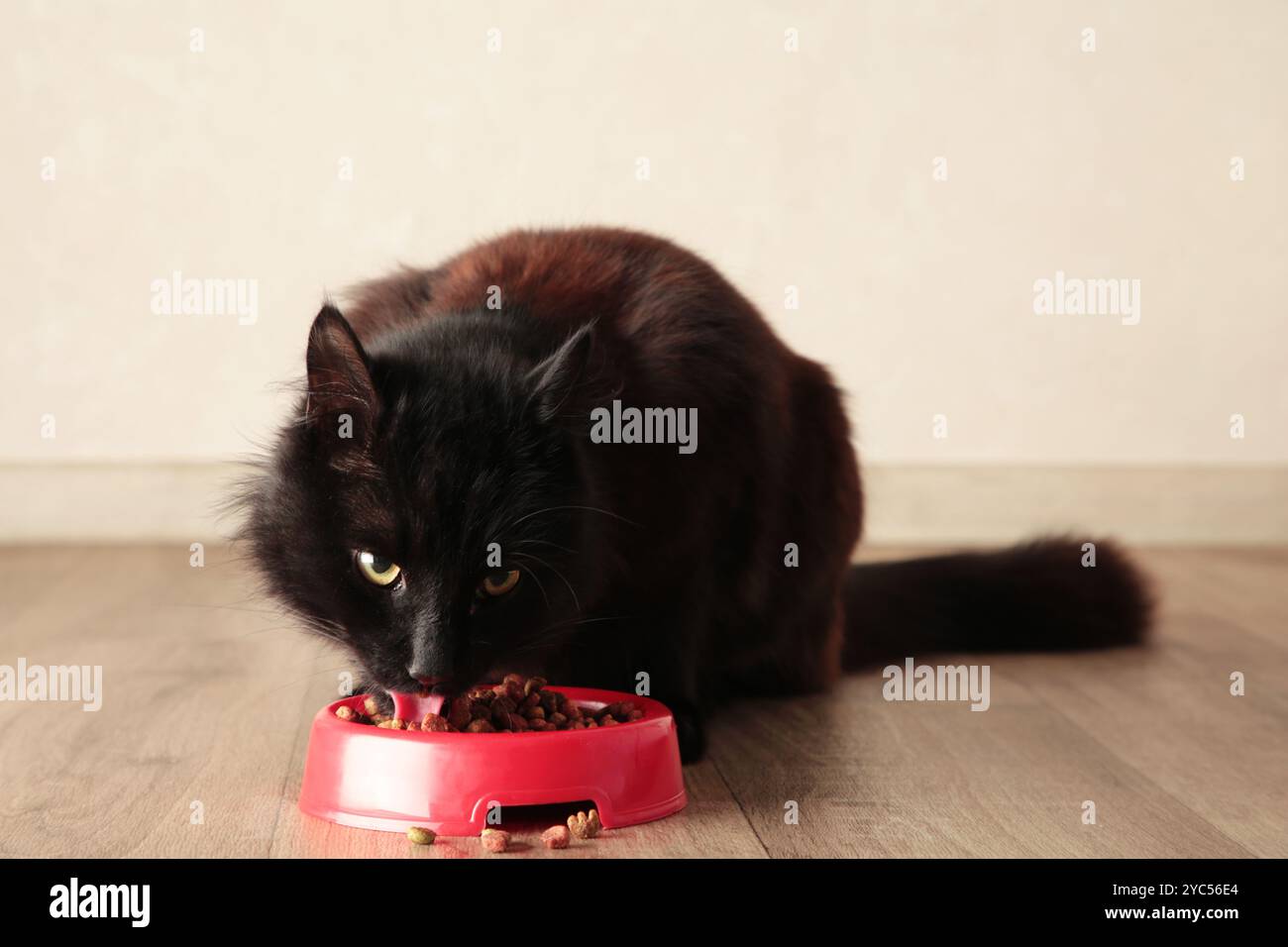Beautiful dark cat eating hi-res stock photography and images - Alamy