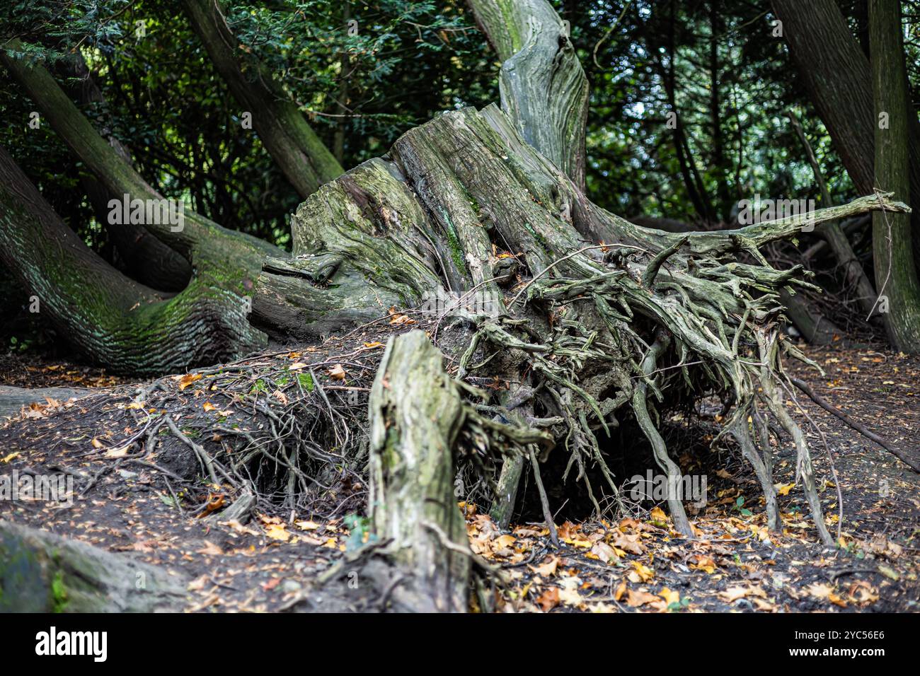 A large tree stump with roots sticking out of it. The stump is ...
