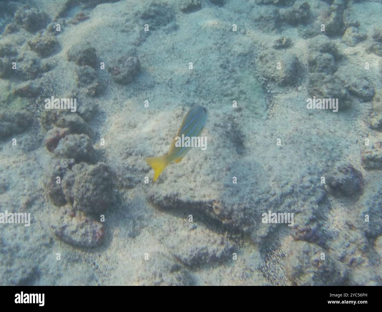 Bluestriped Snapper (Lutjanus kasmira) Actinopterygii Stock Photo - Alamy