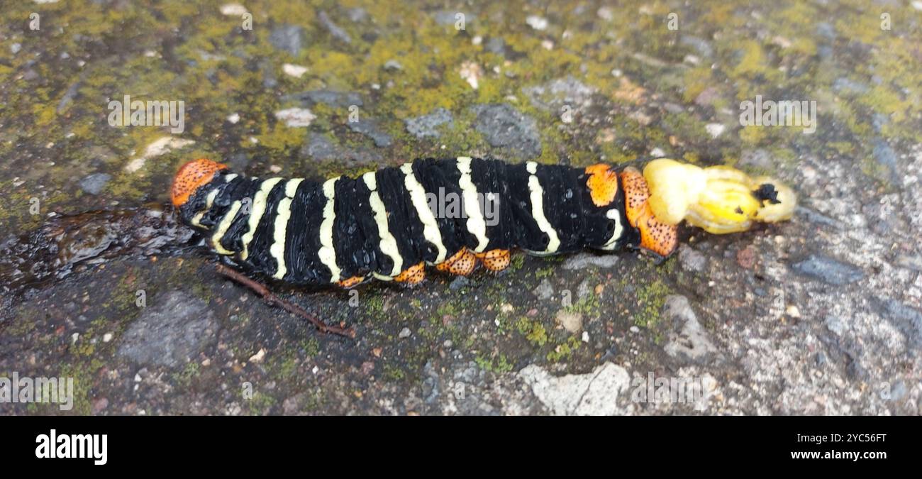 Tetrio Sphinx (Pseudosphinx tetrio) Insecta Stock Photo - Alamy