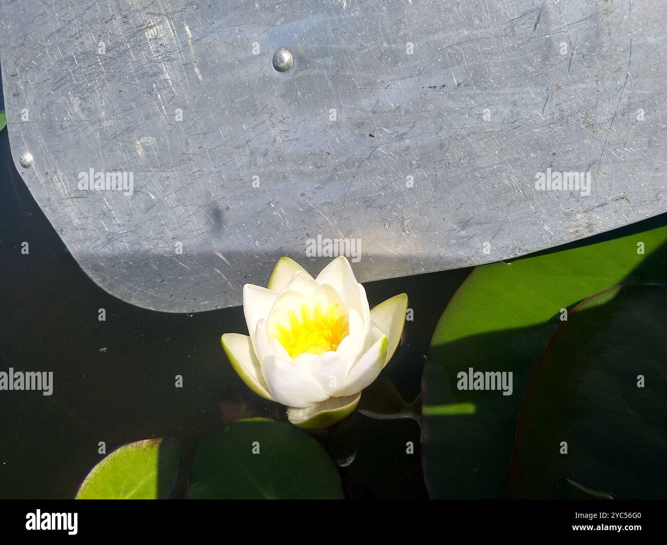 white water lily (Nymphaea candida) Plantae Stock Photo - Alamy