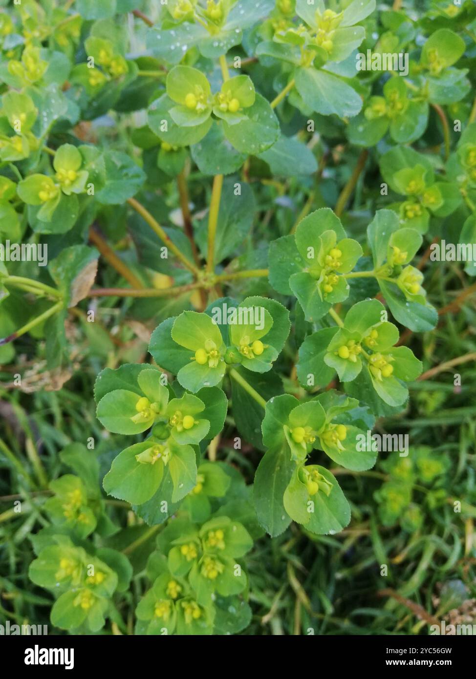 Sun spurge (Euphorbia helioscopia) Plantae Stock Photo - Alamy