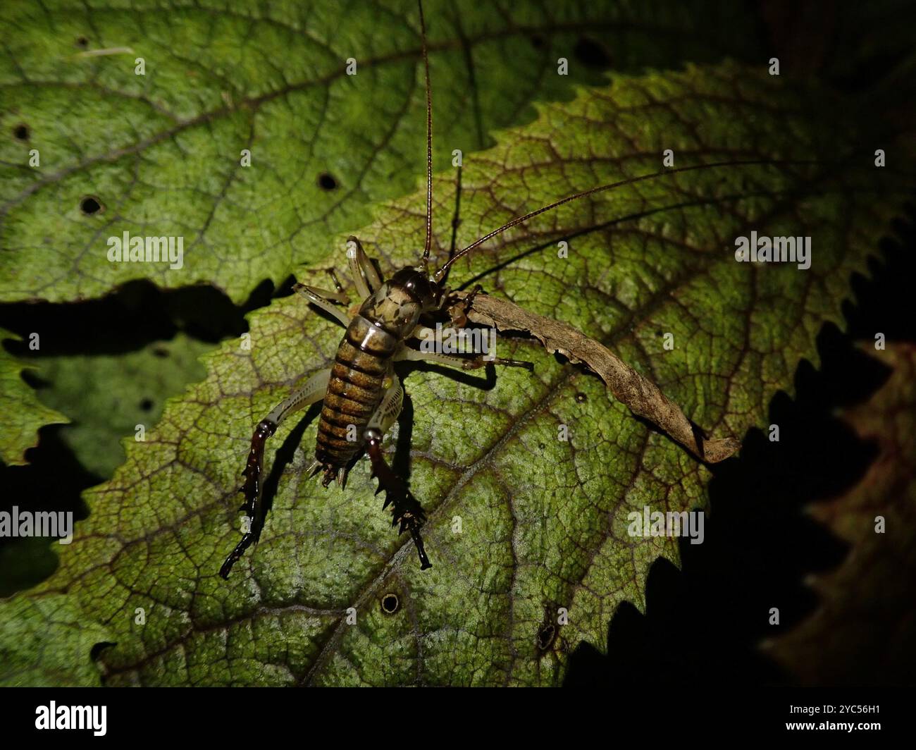 Tree wētā (Hemideina) Insecta Stock Photo - Alamy