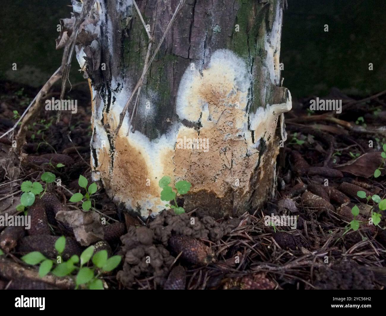 Elbowpatch Crust (Fomitiporia punctata) Fungi Stock Photo - Alamy