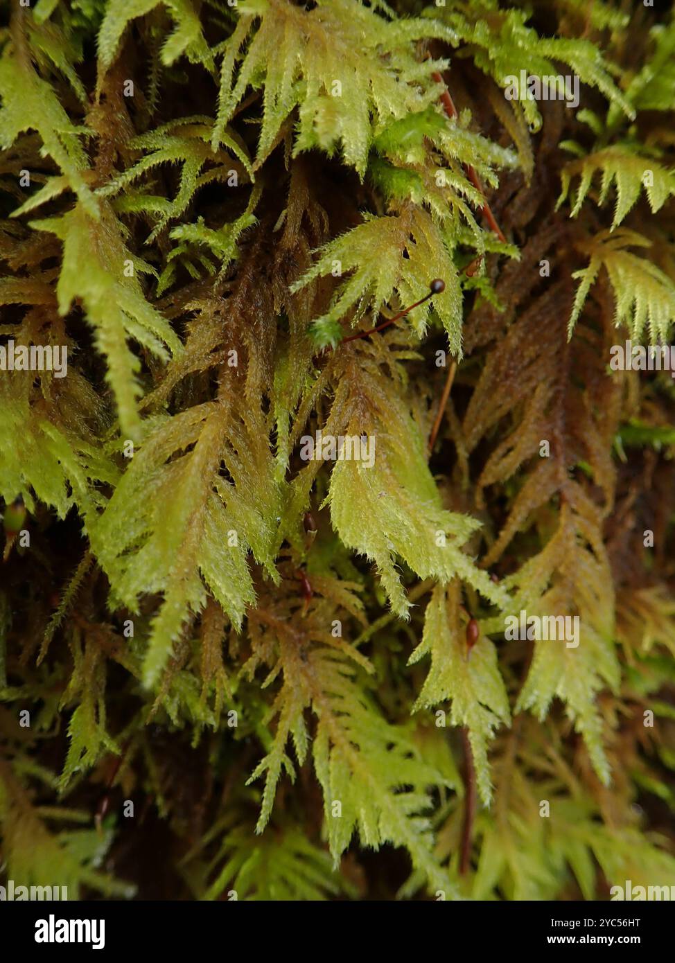 Oregon Beaked Moss (Kindbergia oregana) Plantae Stock Photo - Alamy