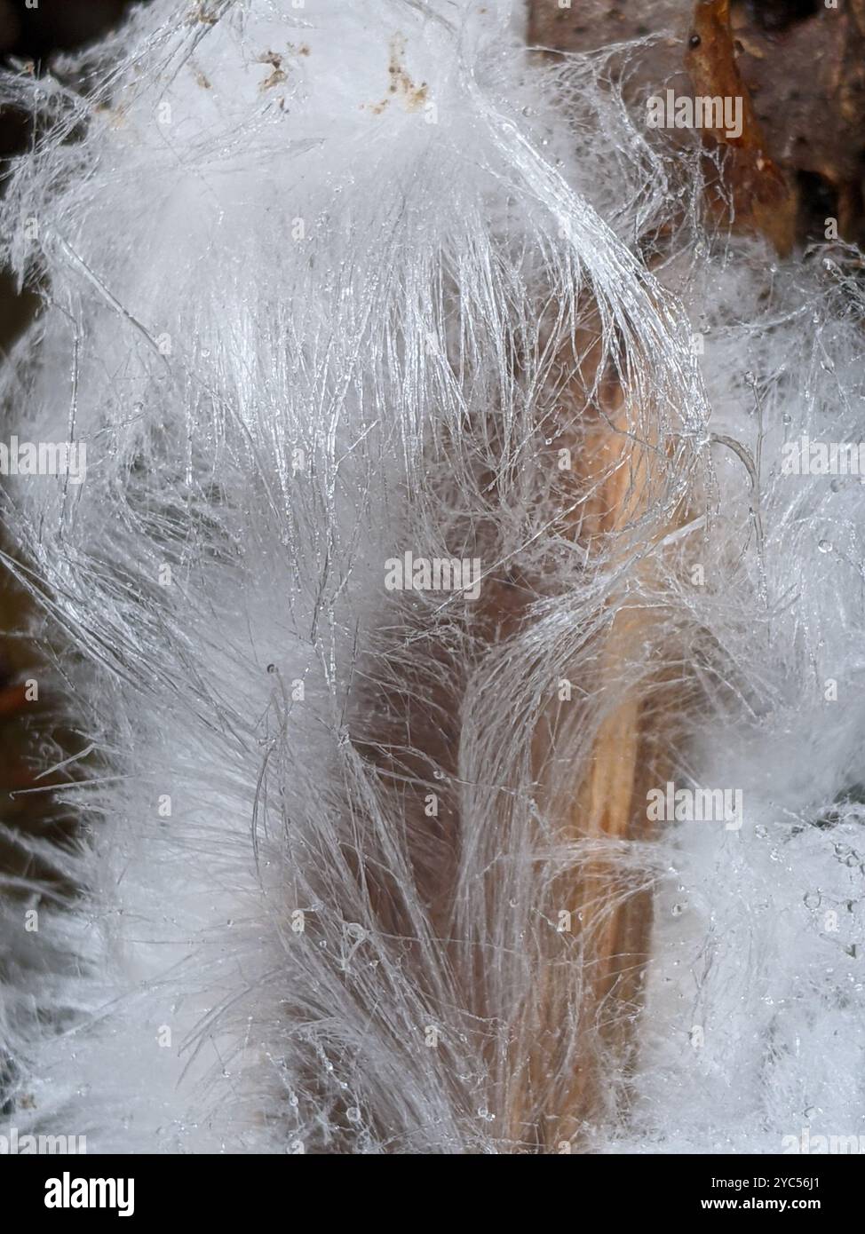 Hair Ice (Exidiopsis effusa) Fungi Stock Photo - Alamy