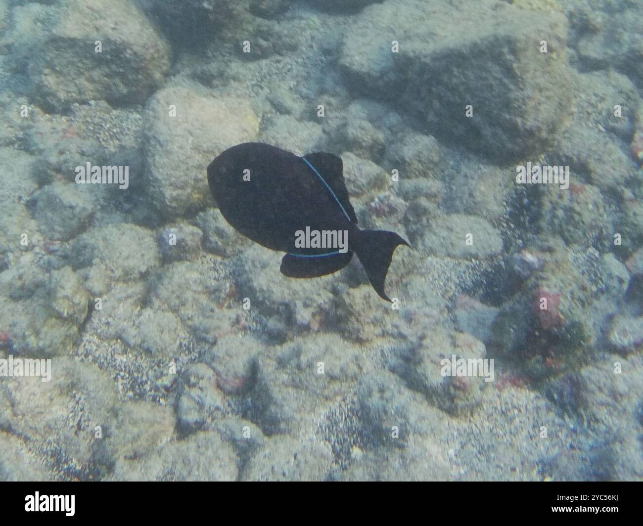 Black Triggerfish (Melichthys niger) Actinopterygii Stock Photo - Alamy