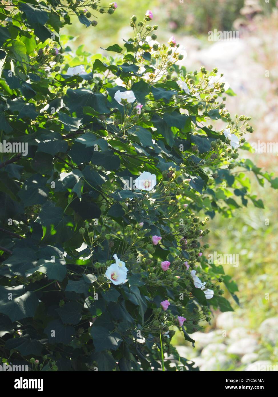 Taiwan cotton rose (Hibiscus taiwanensis) Plantae Stock Photo - Alamy