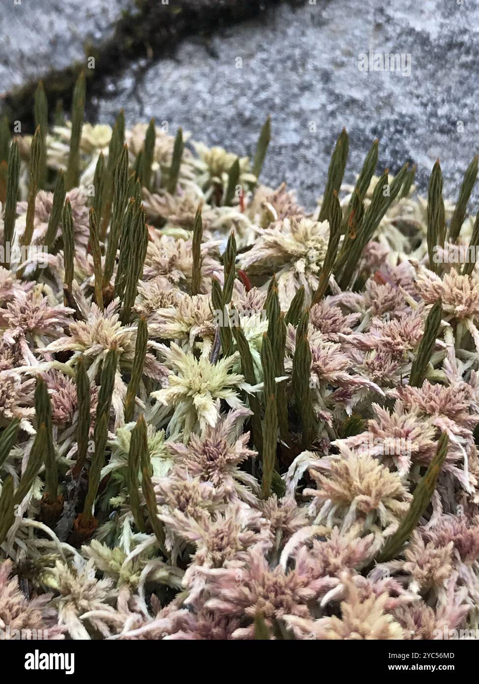 Bog Haircap Moss (Polytrichum strictum) Plantae Stock Photo - Alamy