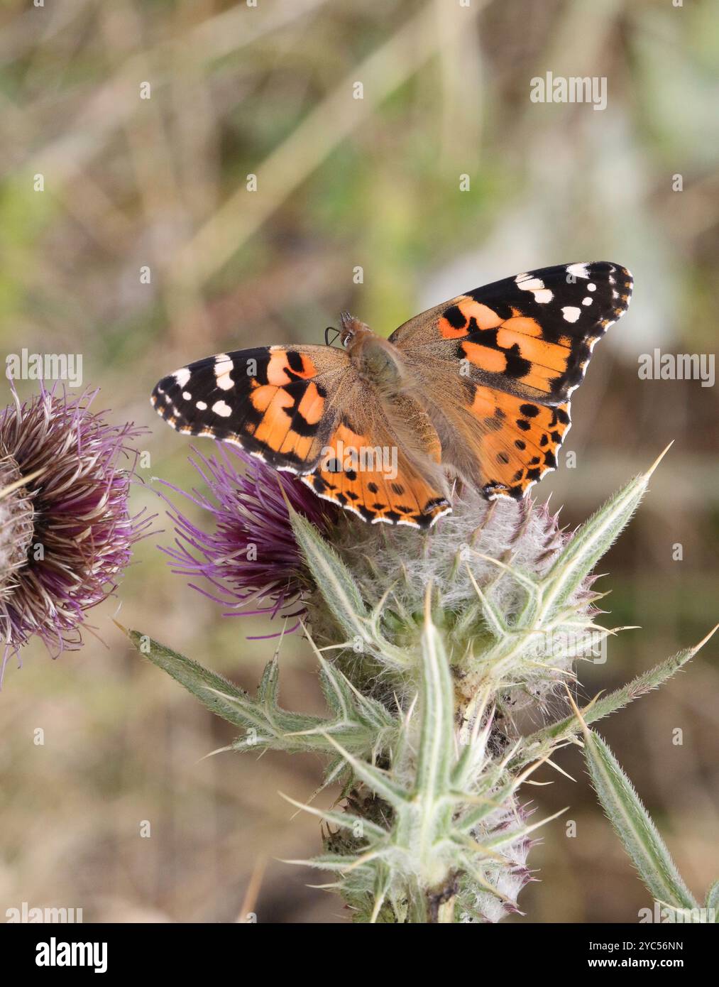 Painted Lady Butterfly - Vanessa cardui Stock Photo - Alamy