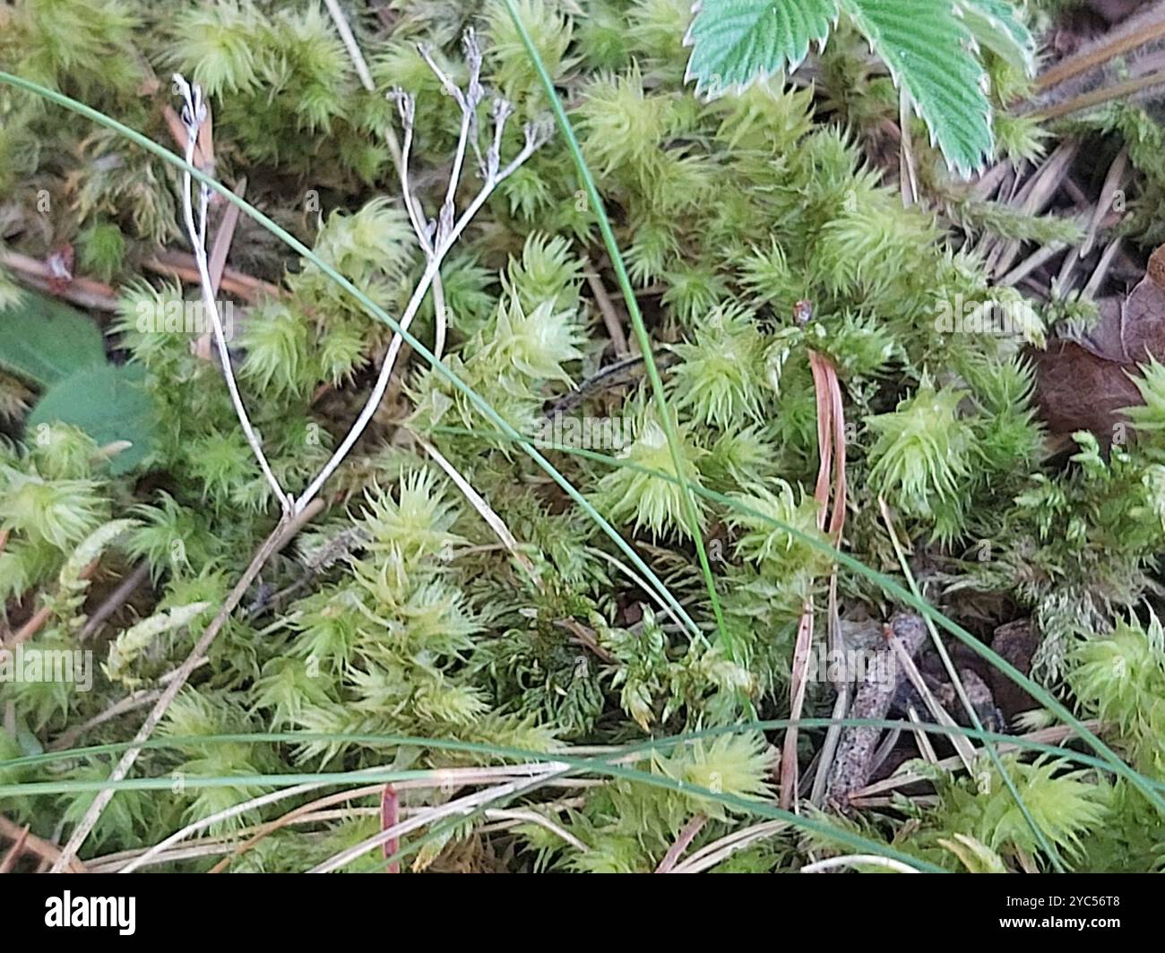 rough goose neck moss (Hylocomiadelphus triquetrus) Plantae Stock Photo ...