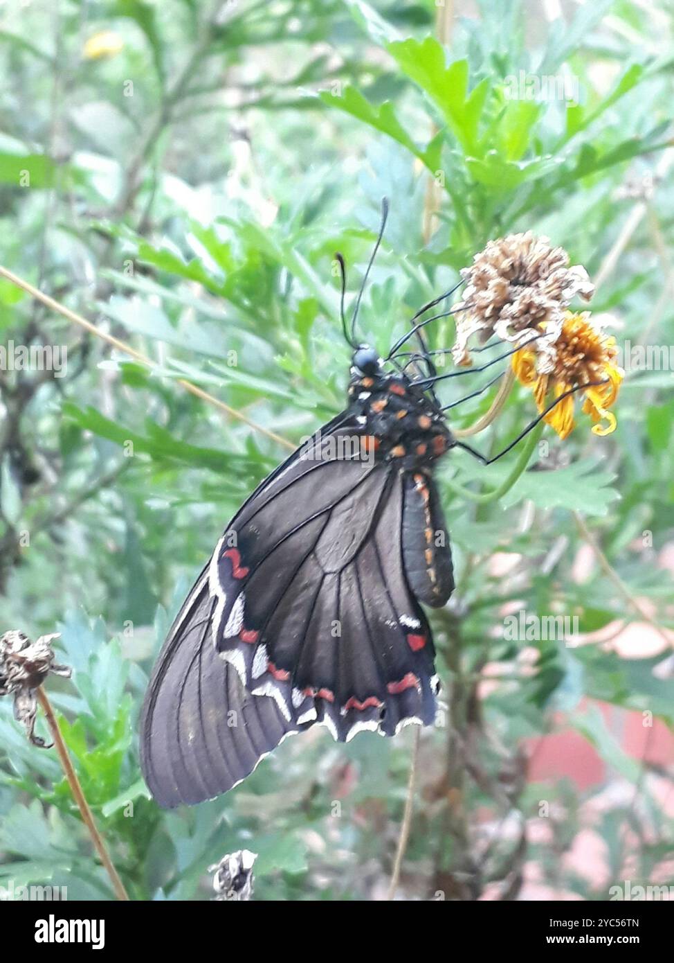 Polydamas Swallowtail (Battus polydamas) Insecta Stock Photo - Alamy