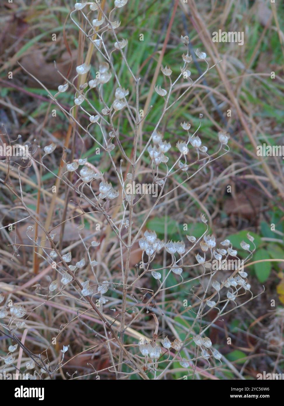 Blue Curls (Trichostema dichotomum) Plantae Stock Photo - Alamy