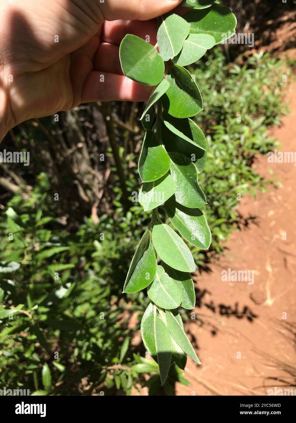 Water blossom pea (Podalyria calyptrata) Plantae Stock Photo - Alamy