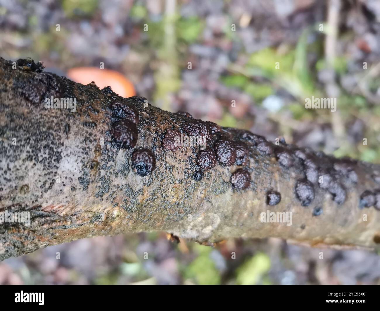 Hazel Woodwart (Hypoxylon fuscum) Fungi Stock Photo - Alamy