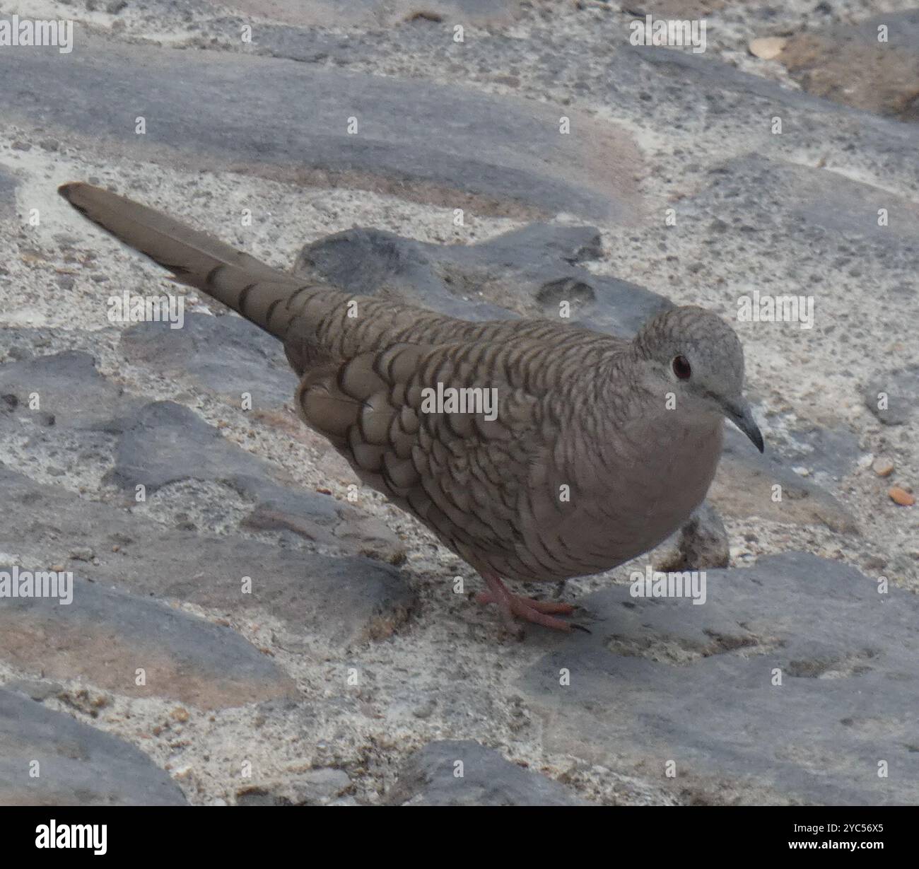 Inca Dove (Columbina inca) Aves Stock Photo - Alamy