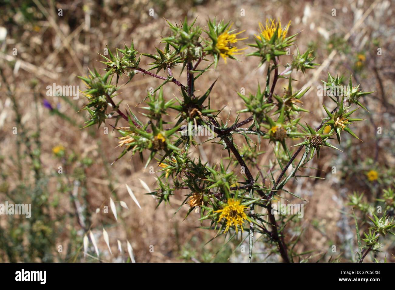 Weed African Thistle (Berkheya rigida) Plantae Stock Photo - Alamy