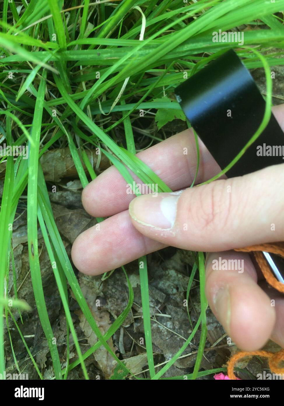 Flattened Oatgrass (Danthonia compressa) Plantae Stock Photo - Alamy