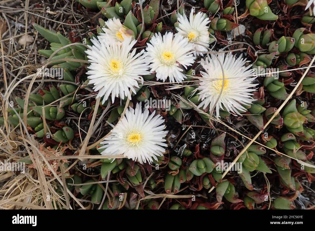 Stubby Rootfig (Khadia alticola) Plantae Stock Photo - Alamy