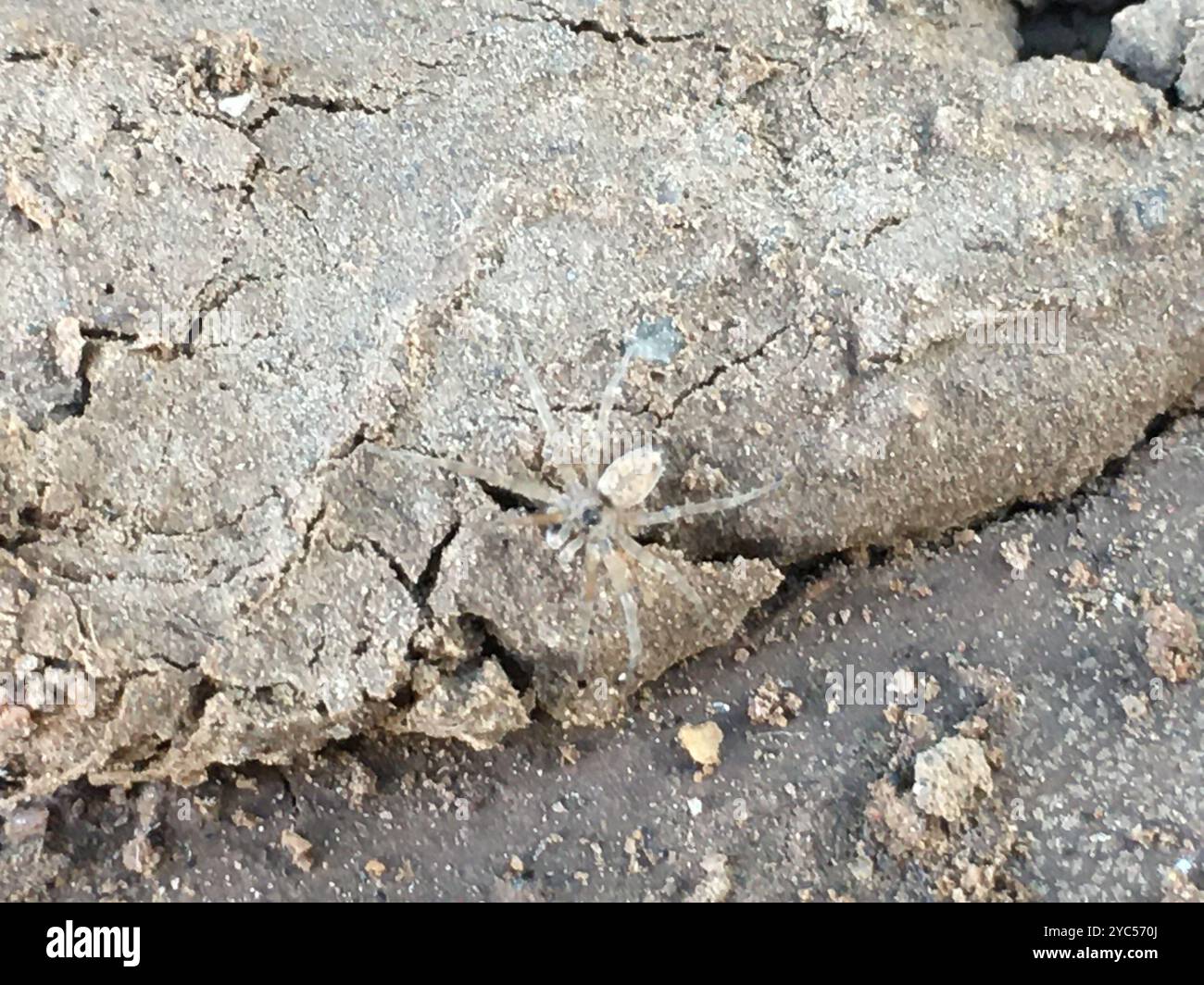 Oecobius navus hi-res stock photography and images - Alamy