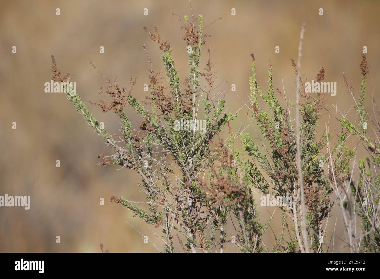 chamise (Adenostoma fasciculatum) Plantae Stock Photo - Alamy