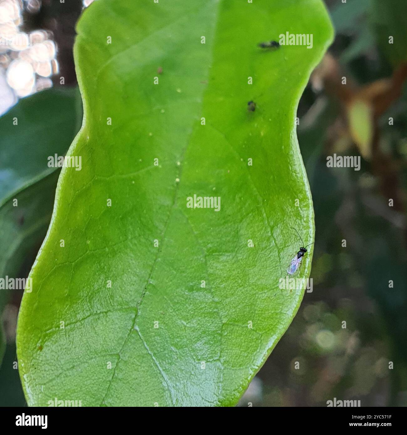 Ants, Bees, Wasps, and Sawflies (Hymenoptera) Insecta Stock Photo - Alamy