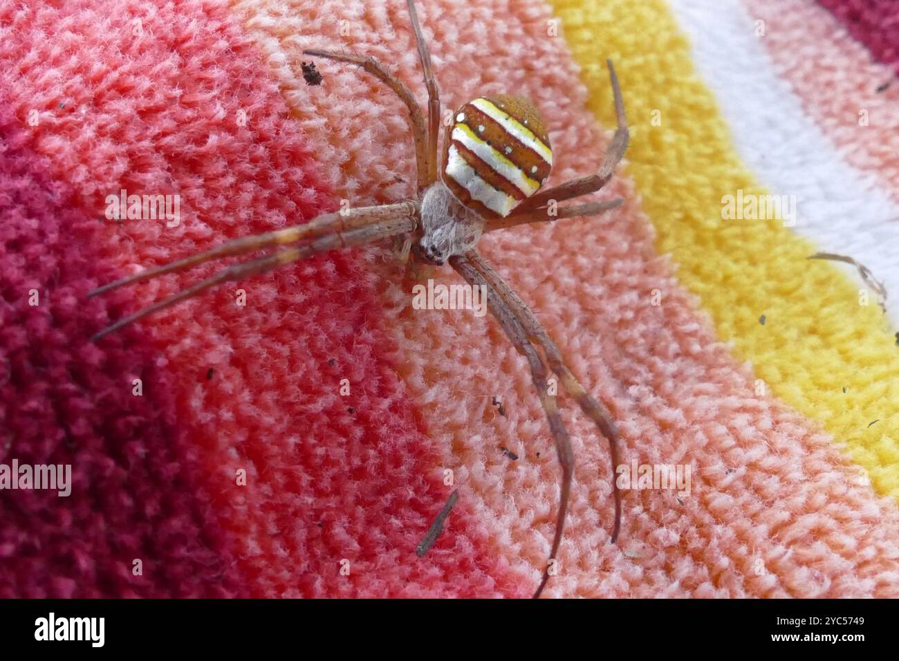 Saint Andrew's Cross Spider (Argiope keyserlingi) Arachnida Stock Photo ...