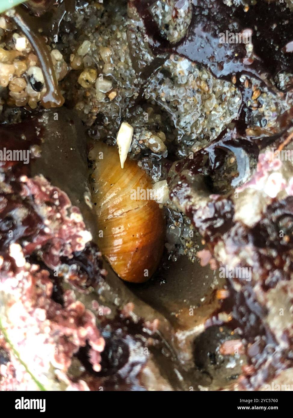 Bivalves (Bivalvia) Mollusca Stock Photo - Alamy