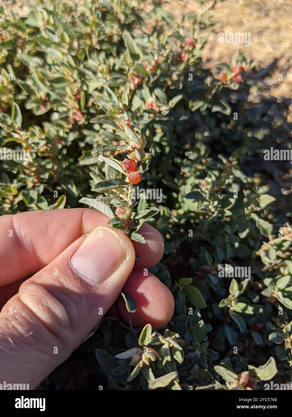 berry saltbush (Atriplex semibaccata) Plantae Stock Photo - Alamy