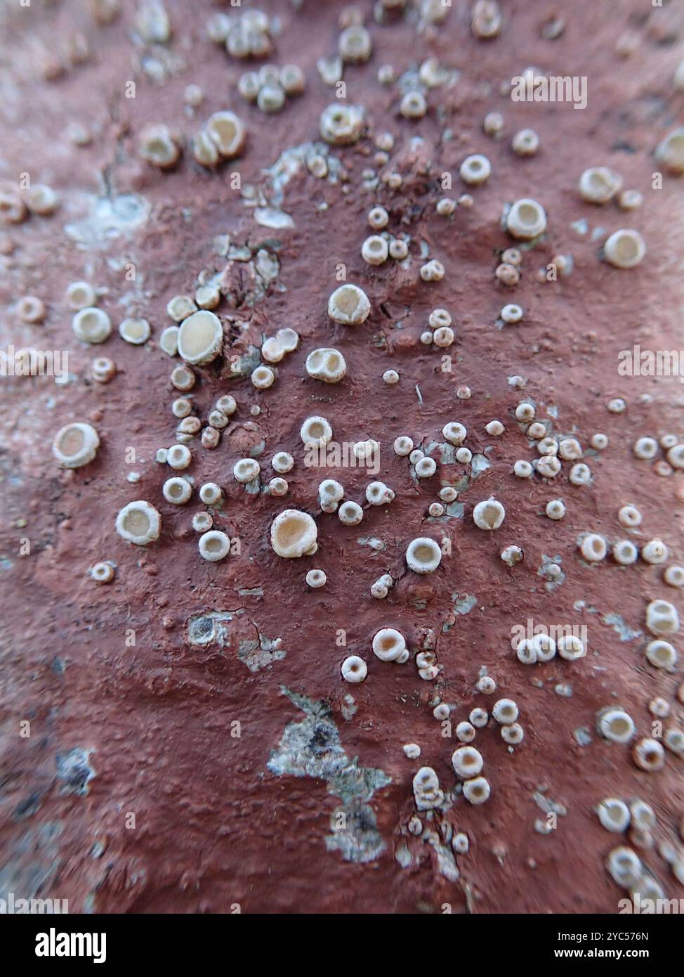 Smooth Saucer Lichen (Ochrolechia laevigata) Fungi Stock Photo - Alamy