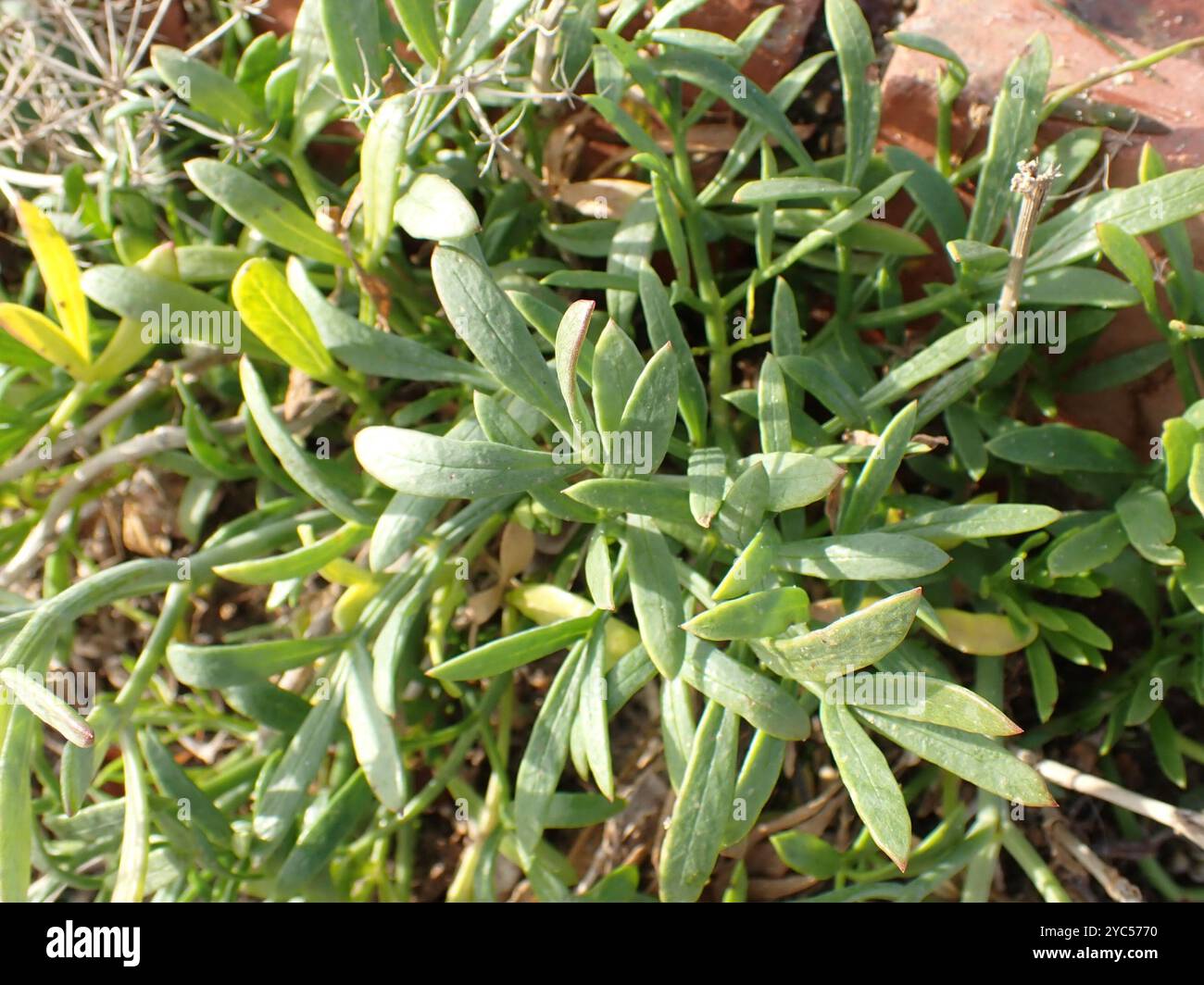 rock samphire (Crithmum maritimum) Plantae Stock Photo - Alamy