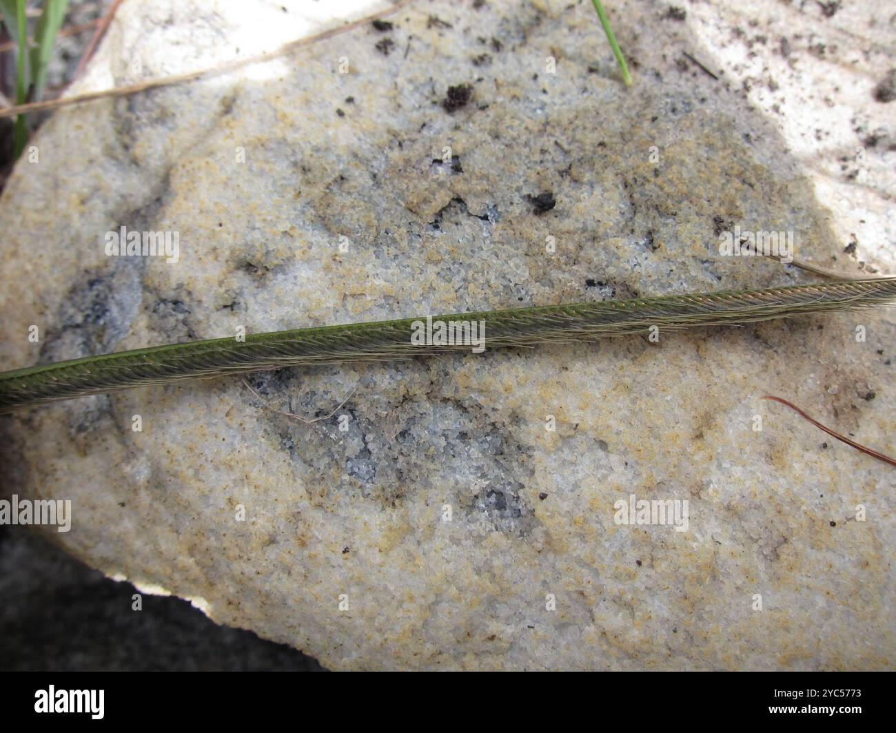 Sickle Grass (Ctenium concinnum) Plantae Stock Photo - Alamy