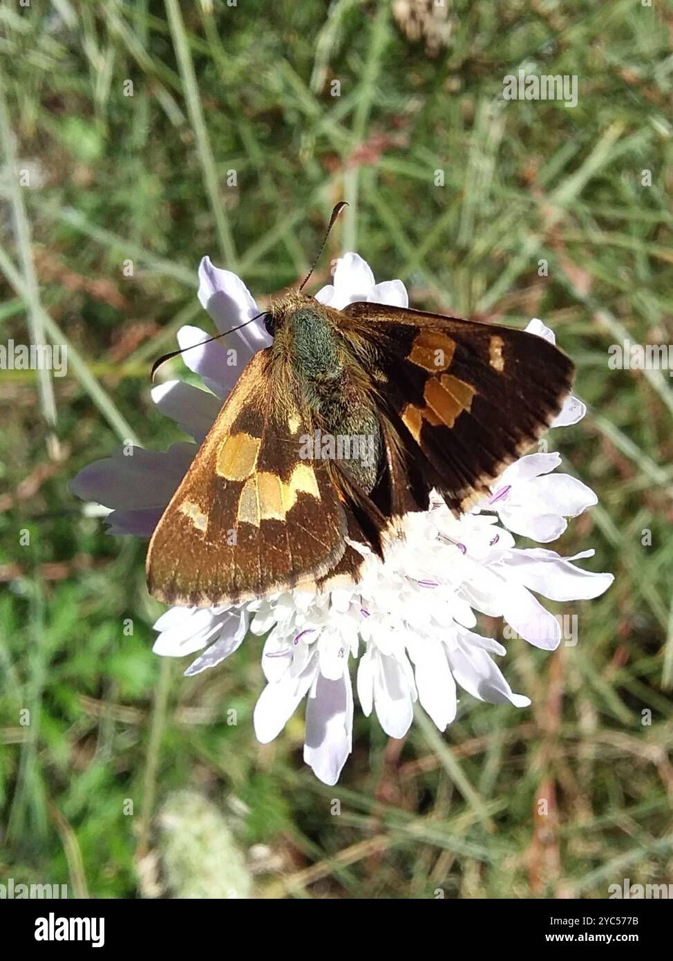 Flame Sedge-skipper (Hesperilla idothea) Insecta Stock Photo - Alamy