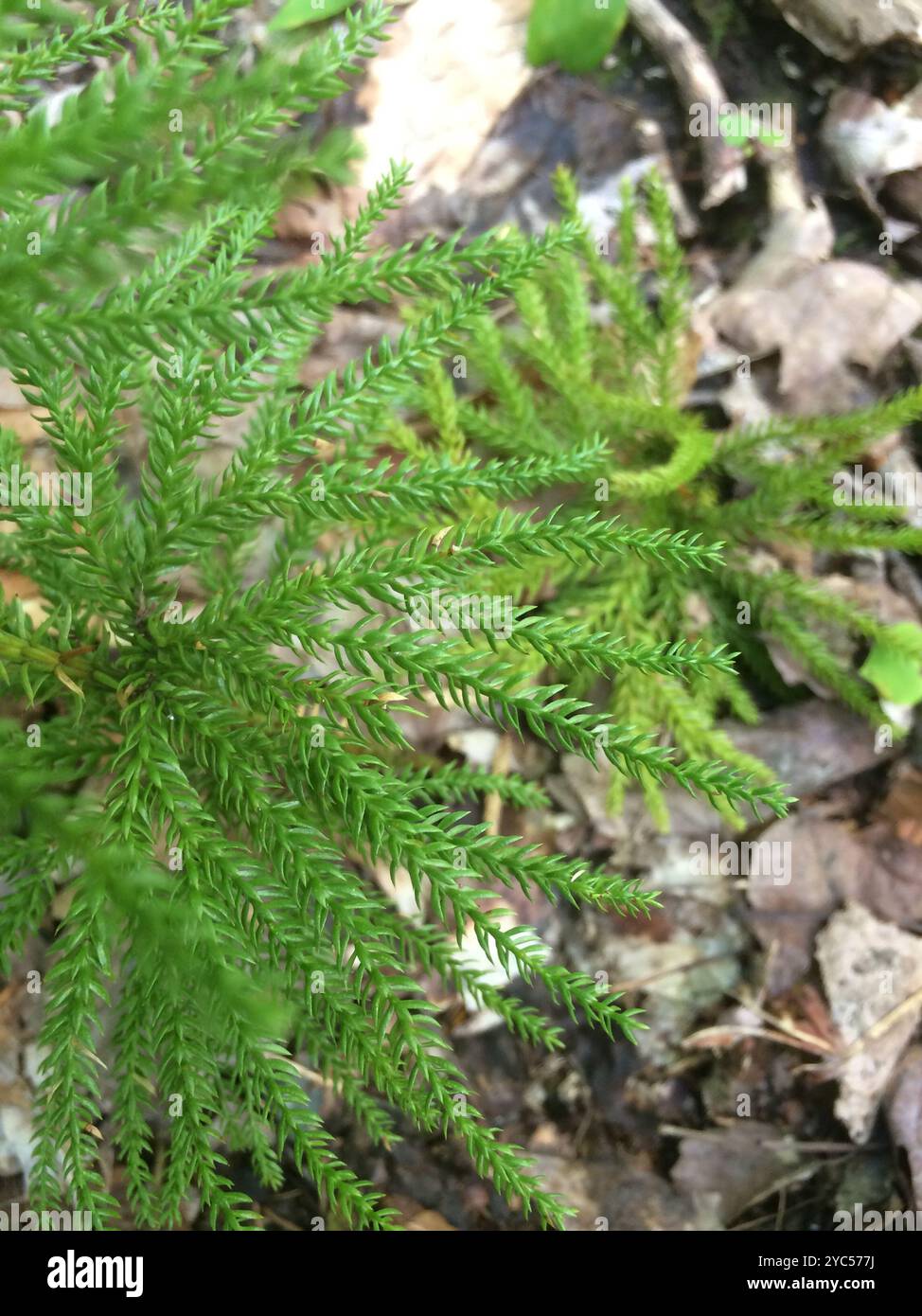 prickly tree-clubmoss (Dendrolycopodium dendroideum) Plantae Stock ...