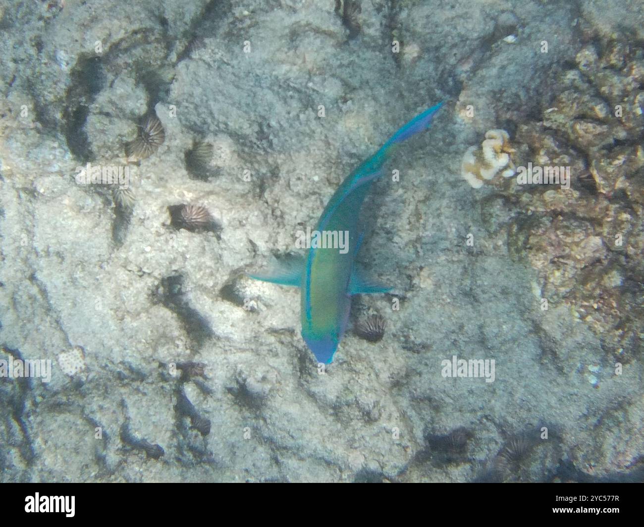 Palenose Parrotfish (Scarus psittacus) Actinopterygii Stock Photo - Alamy
