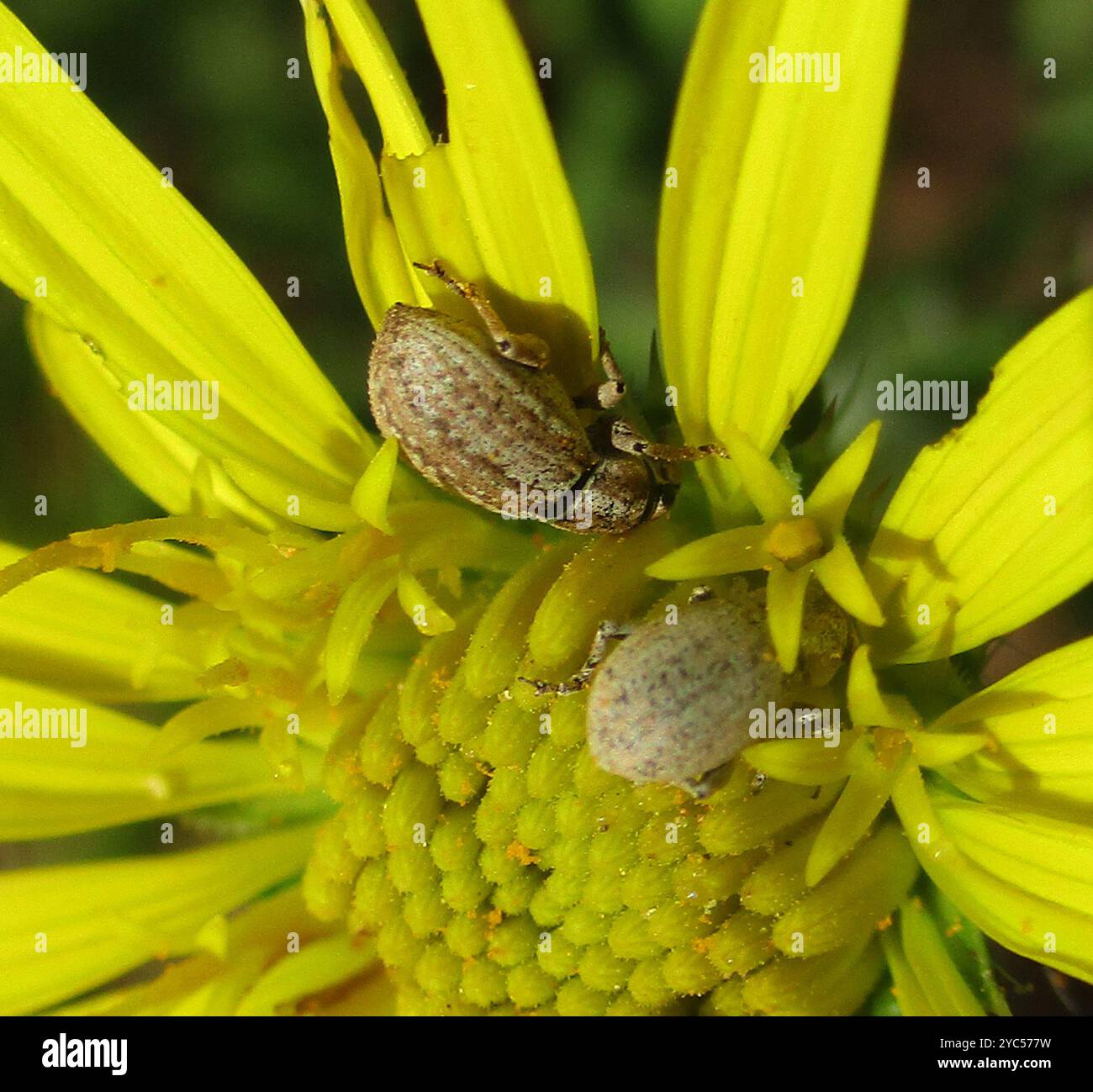 Broad-nosed Weevils (Entiminae) Insecta Stock Photo - Alamy
