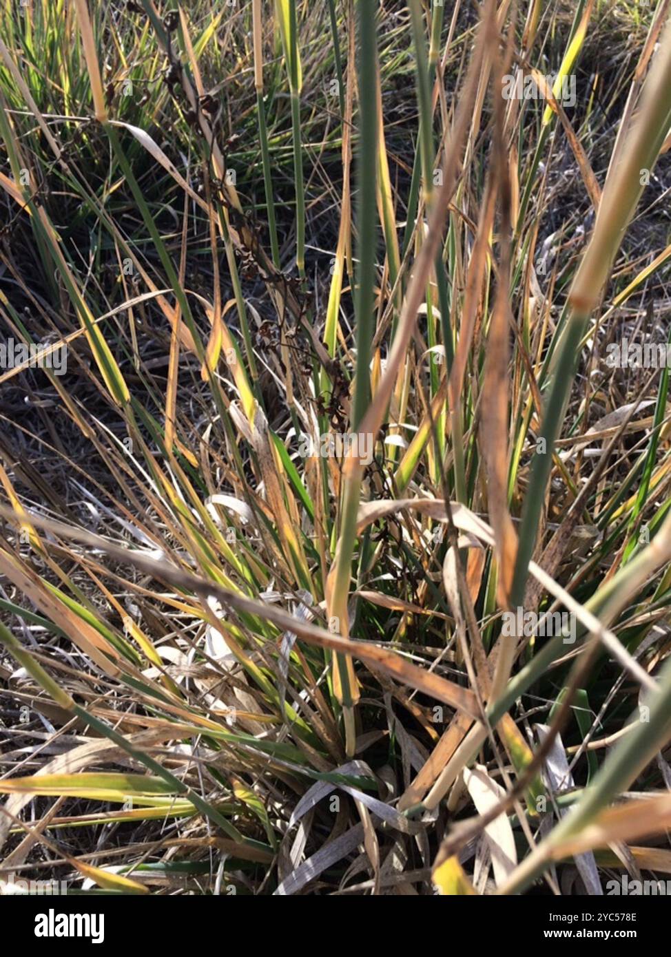 Phalaris aquatica hi-res stock photography and images - Alamy